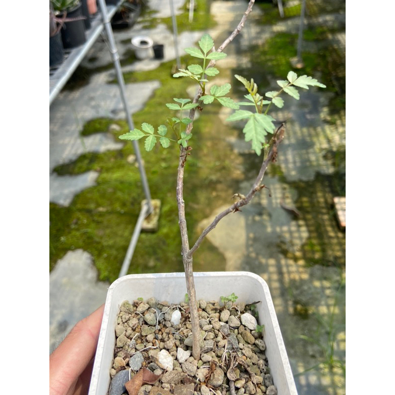 阿特瑞裂欖 Bursera aptera /實生4吋 /奧莉諾多肉園 | 蝦皮購物