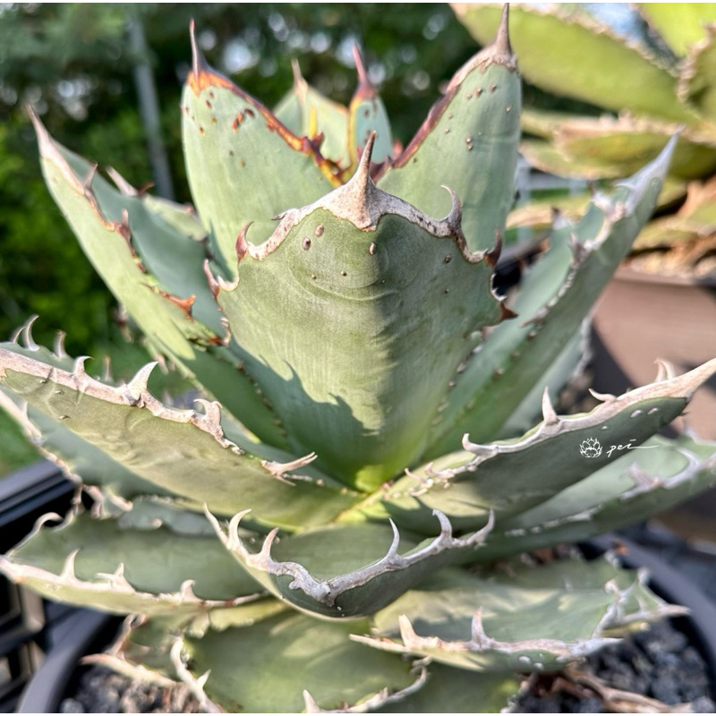 FO-222 痘痘龍嚴龍 豆豆龍 側芽販售 非組培 含盆寄出 龍舌蘭經典款 AGAVE 嚴龍 甲蟹 塊根植物 多肉植物 | 蝦皮購物