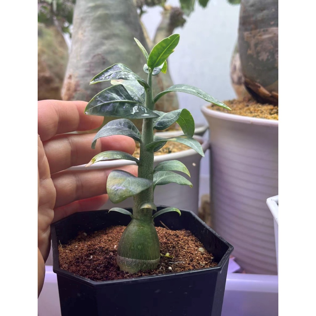 【塊根英雄】象足西番蓮種子/Adenia pechuelii/超大塊根，在原產株中霸榜的高端品種 | 蝦皮購物