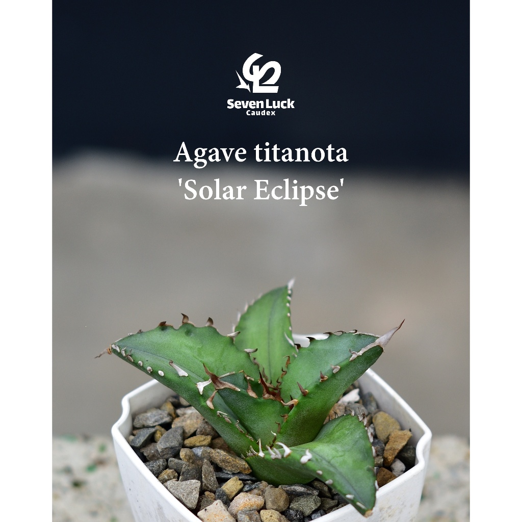 SL’s 植物園-龍舌蘭[夕映AGAVE TITANOTA 'SOLAR ECLIPSE'] | 蝦皮購物