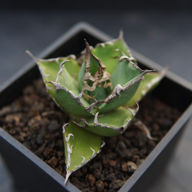 [ Gu Plant 固植 ] 嚴龍 凱薩｜Agave titanota｜（凱撒） | 蝦皮購物