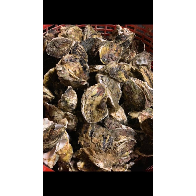 烤肉用帶殼正東石鮮蚵$60/斤（牡蠣 蚵仔 生蠔）自家養殖 | 蝦皮購物