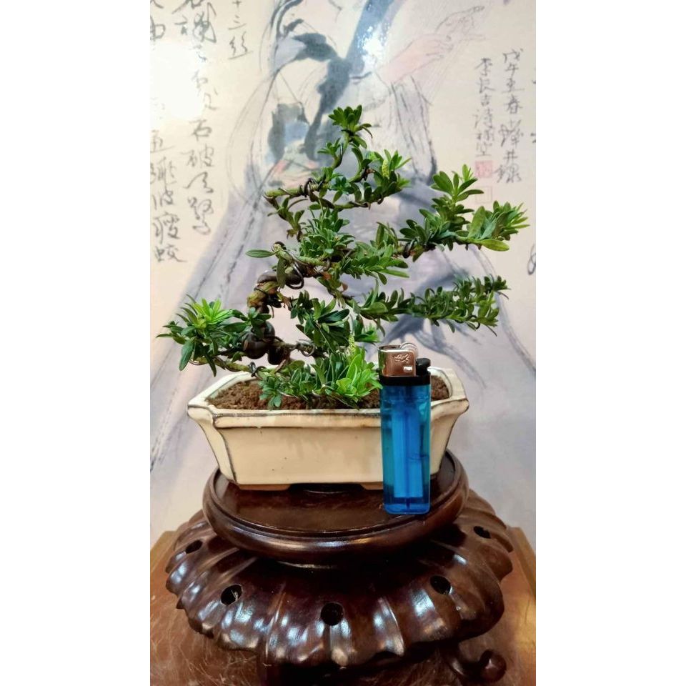 168G-原株「綠鑽羅漢松」精品盆栽~絕美10幾年樹齡盆培釉盆 | 蝦皮購物