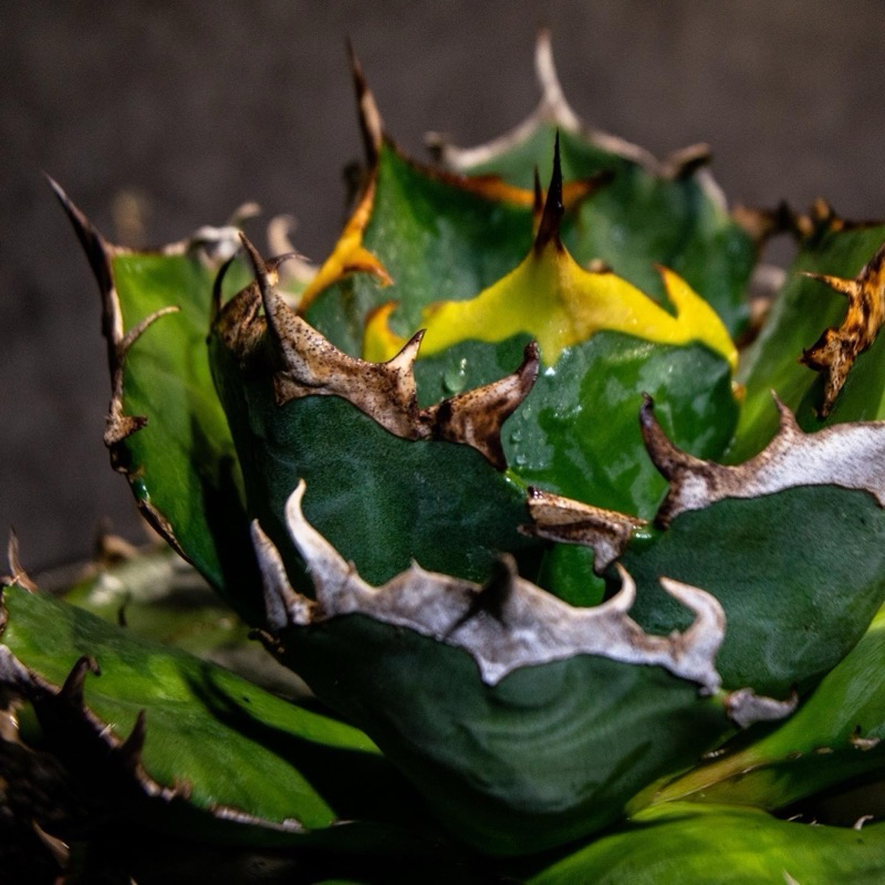 [ Gu Plant固植 ] 嚴龍 皮卡丘｜Agave titanota 'Pikachu'｜ | 蝦皮購物