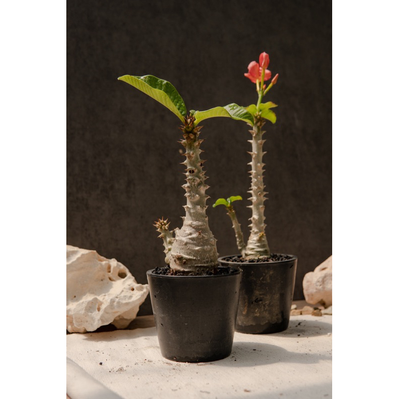 [ Gu Plant 固植 ] 溫莎瓶幹｜pachypodium windsorii｜（不挑款） | 蝦皮購物