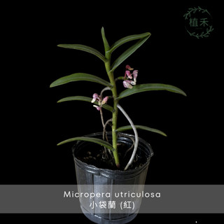 [植禾] 小袋蘭 紅 Micropera utriculosa 禮物 蘭花 室內 文青 驚喜 植物 香草 盆栽 居家布置 | 蝦皮購物