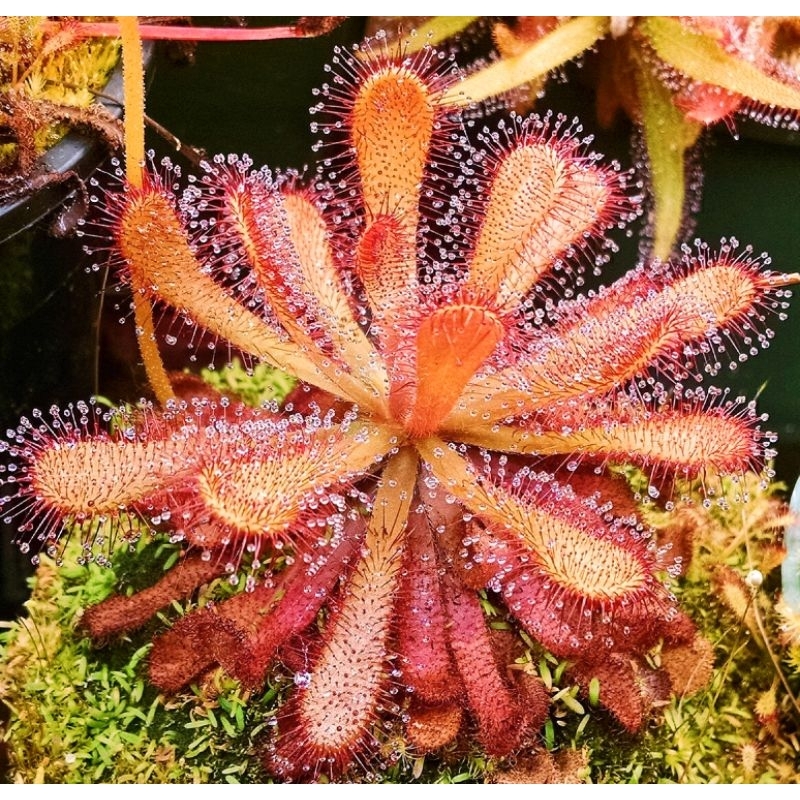 食蟲植物 D. venusta 維納斯毛氈苔種子20+ | 蝦皮購物