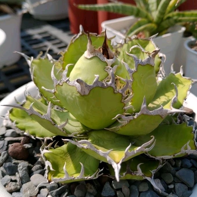 《植醉今明》Agave龍舌蘭系列-圓葉姆指 Titanota Filigree | 蝦皮購物