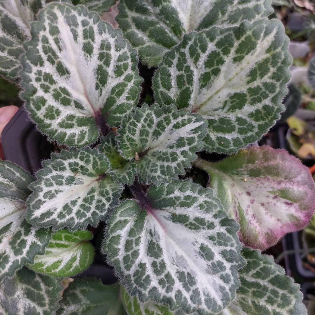 Primulina Loki | 蝦皮購物