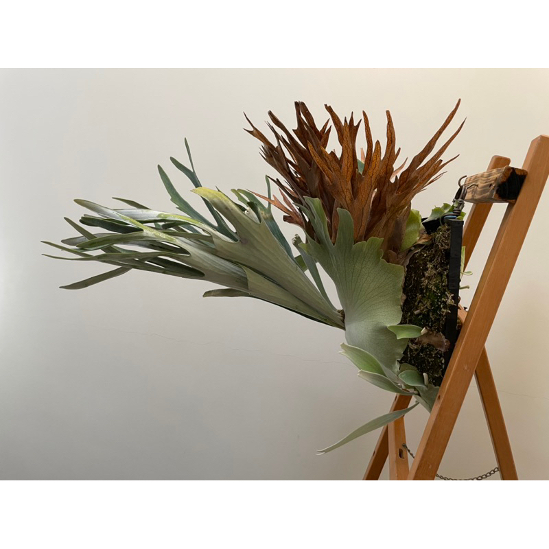 鹿角蕨-P.Akki | 蝦皮購物