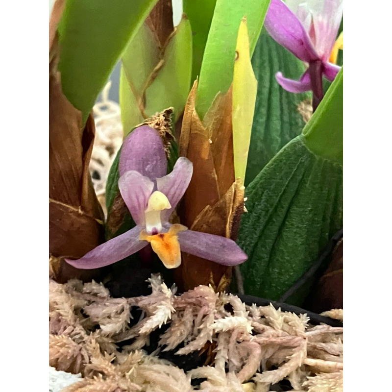 Maxillaria richii | 蝦皮購物