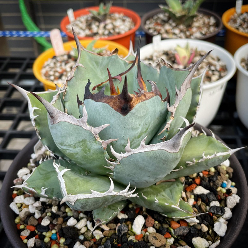 TY Garden - 龍舌蘭，騎士嚴龍 Agave titanota “knight” | 蝦皮購物