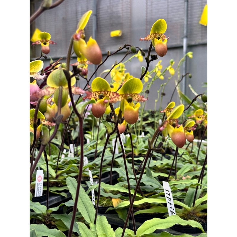 櫻草仙履蘭（粉色）Paphiopedilum primulinum var purpurata | 蝦皮購物