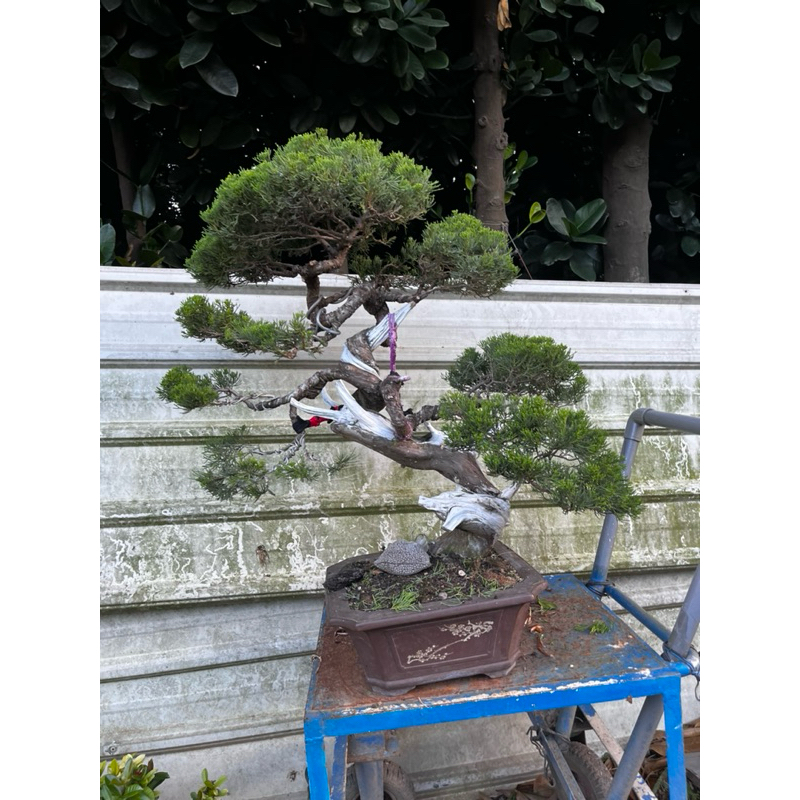 台灣真柏大品、價位各不相同一顆是非常老的有興趣可以來議價 台灣真柏大品、價位各不相同一顆是非常老的有興趣可以來議價