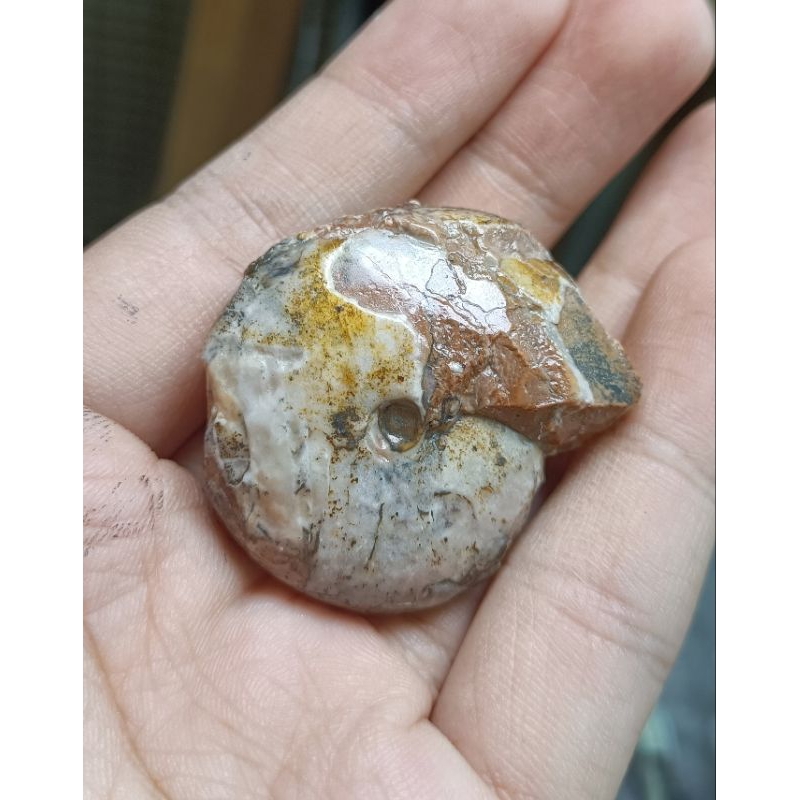 [程石] 奧地利 三疊紀的古菊石化石/Arcestes sp. | 蝦皮購物