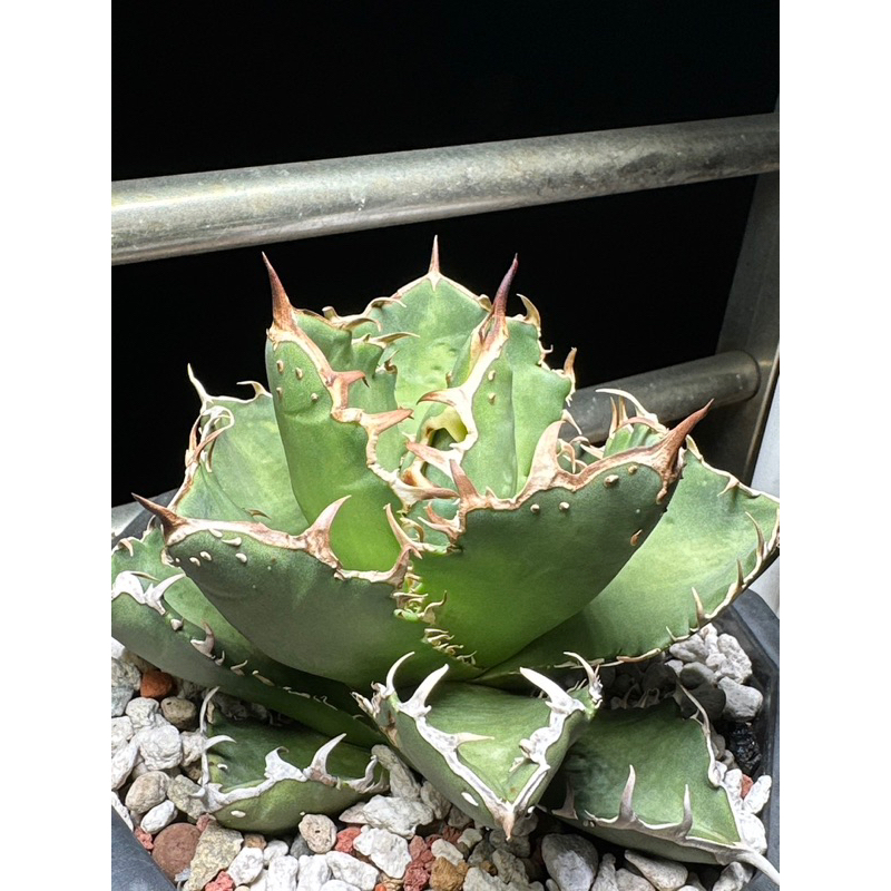 FO222嚴龍 龍舌蘭 | 蝦皮購物