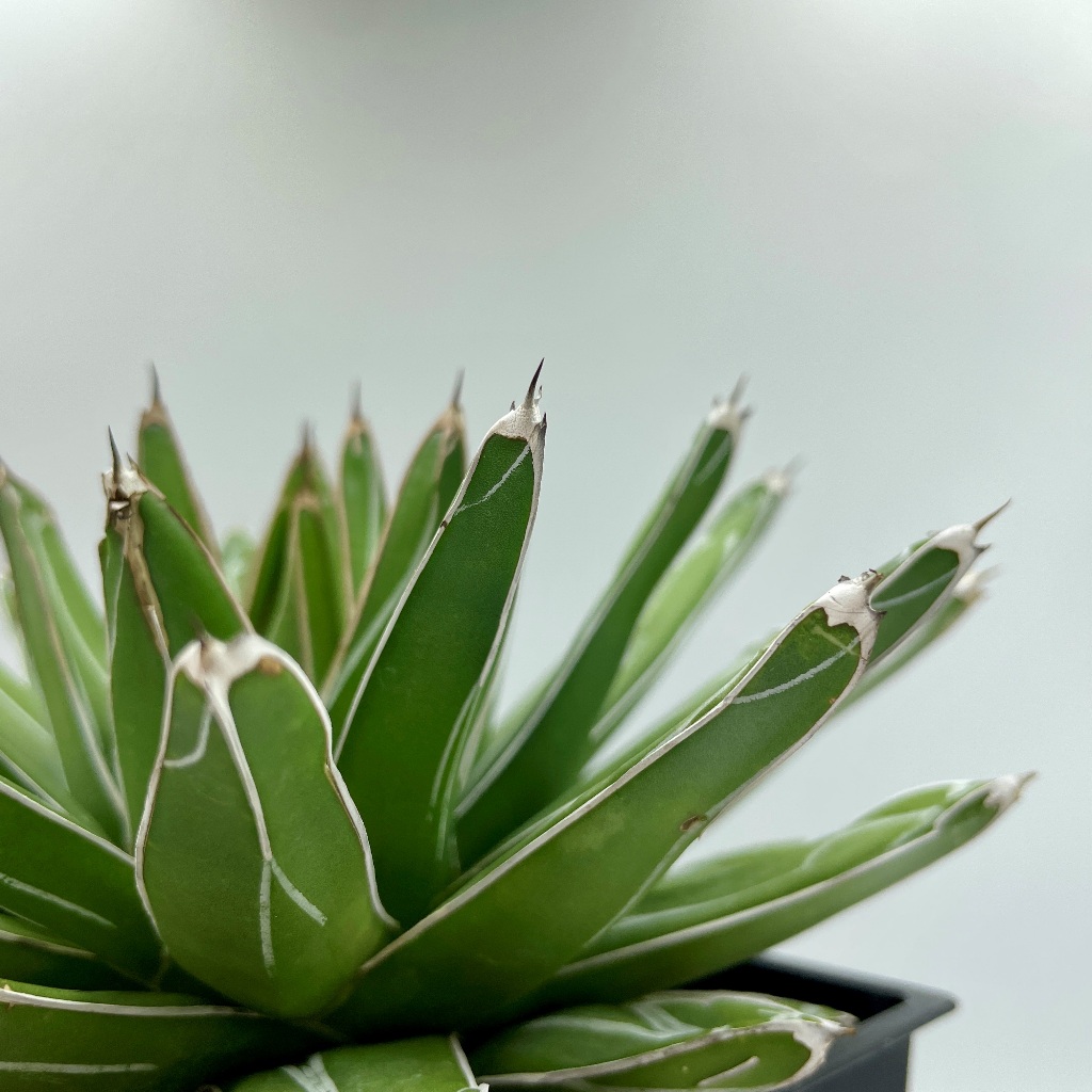 [ Gu Plant 固植 ] 笹之雪｜Agave victoriae-reginae｜ | 蝦皮購物