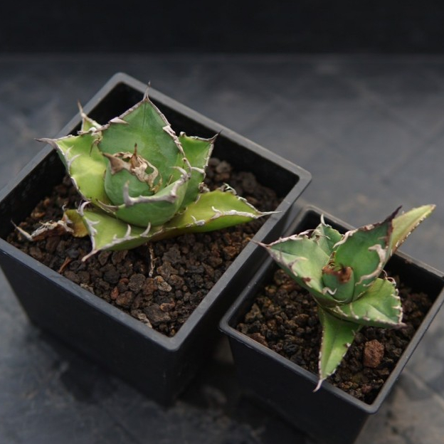 [ Gu Plant 固植 ] 嚴龍 凱薩｜Agave titanota｜（凱撒） | 蝦皮購物