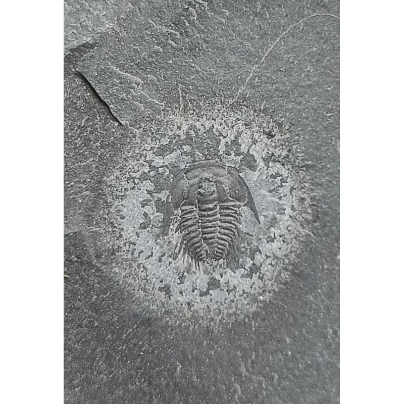 [程石] 中國 光滑馬龍蟲三葉蟲化石/Malungia laevigata | 蝦皮購物