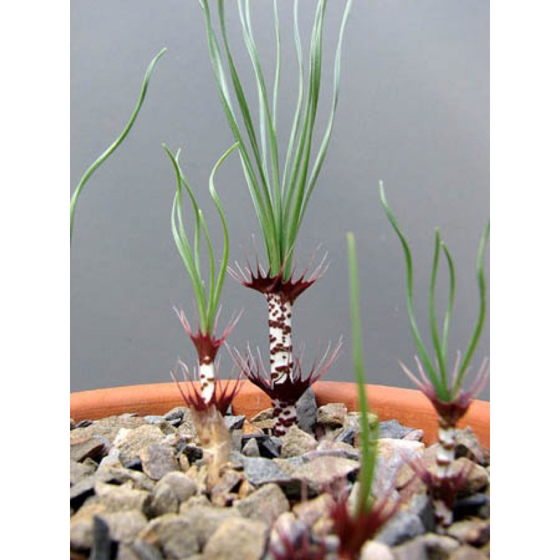 gethyllis verticillata | 蝦皮購物