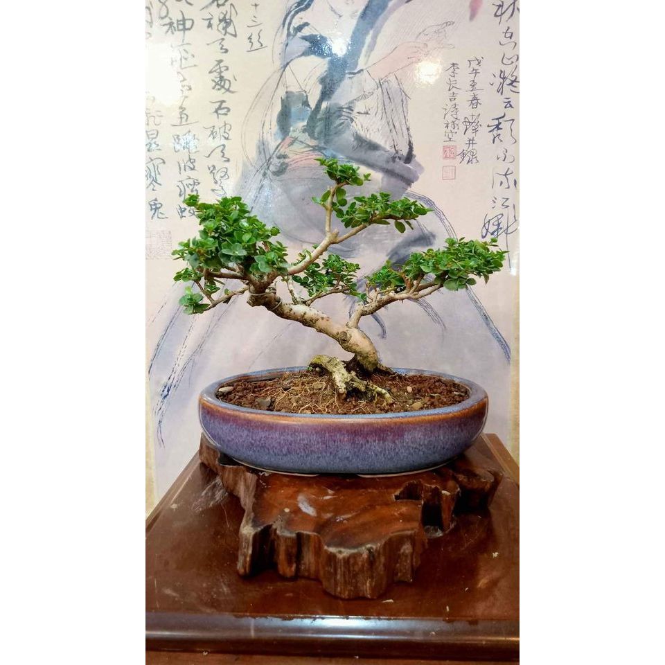 【Michelle的店】 111G-絕美10幾年樹齡盆培裸根老樹頭彩釉盆「米粒壽娘子」精品盆栽 | 蝦皮購物