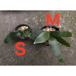 捲捲鹿 FSQ捲捲鹿鹿角蕨，P.Foongsiqi 馮詩琪。可代客上板 | 蝦皮購物