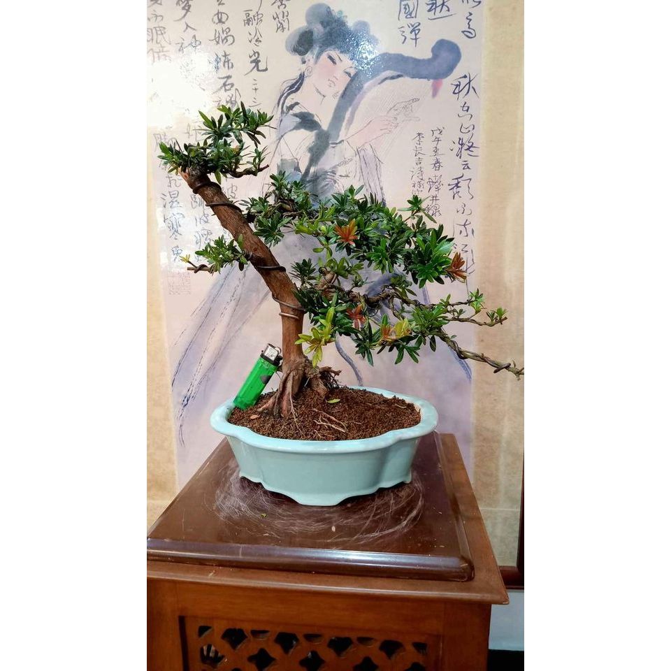 122G-絕美30年樹齡老樹頭大根盤、大頭部、大幹徑「小紅帽羅漢松」極品盆栽 | 蝦皮購物