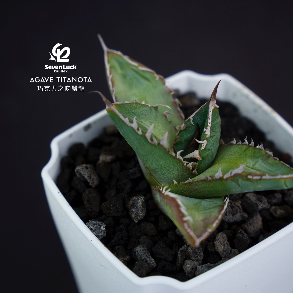 SL’s 植物園-龍舌蘭[巧克力之吻Agave titanota 'Chocolate Kiss'] | 蝦皮購物