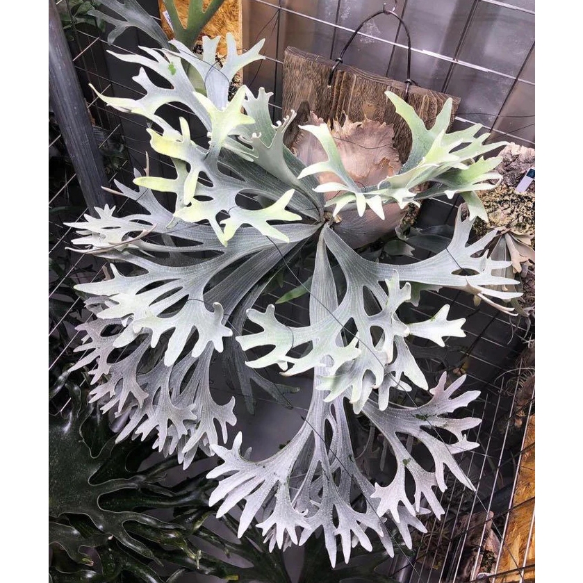 【白鹿鹿角蕨（lisawa經典日本白普）】【3吋大盆苗、上板成品】鹿角蕨森林 賣場有 銀鹿 智利水苔 木板 亞猴 女王 | 蝦皮購物