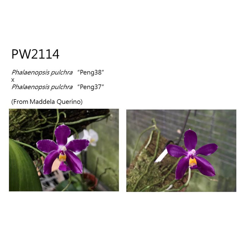 【芃程蘭舍】PW2114 Phal. pulchra (Maddela Querino) 精選親本 1.7吋實生苗 | 蝦皮購物