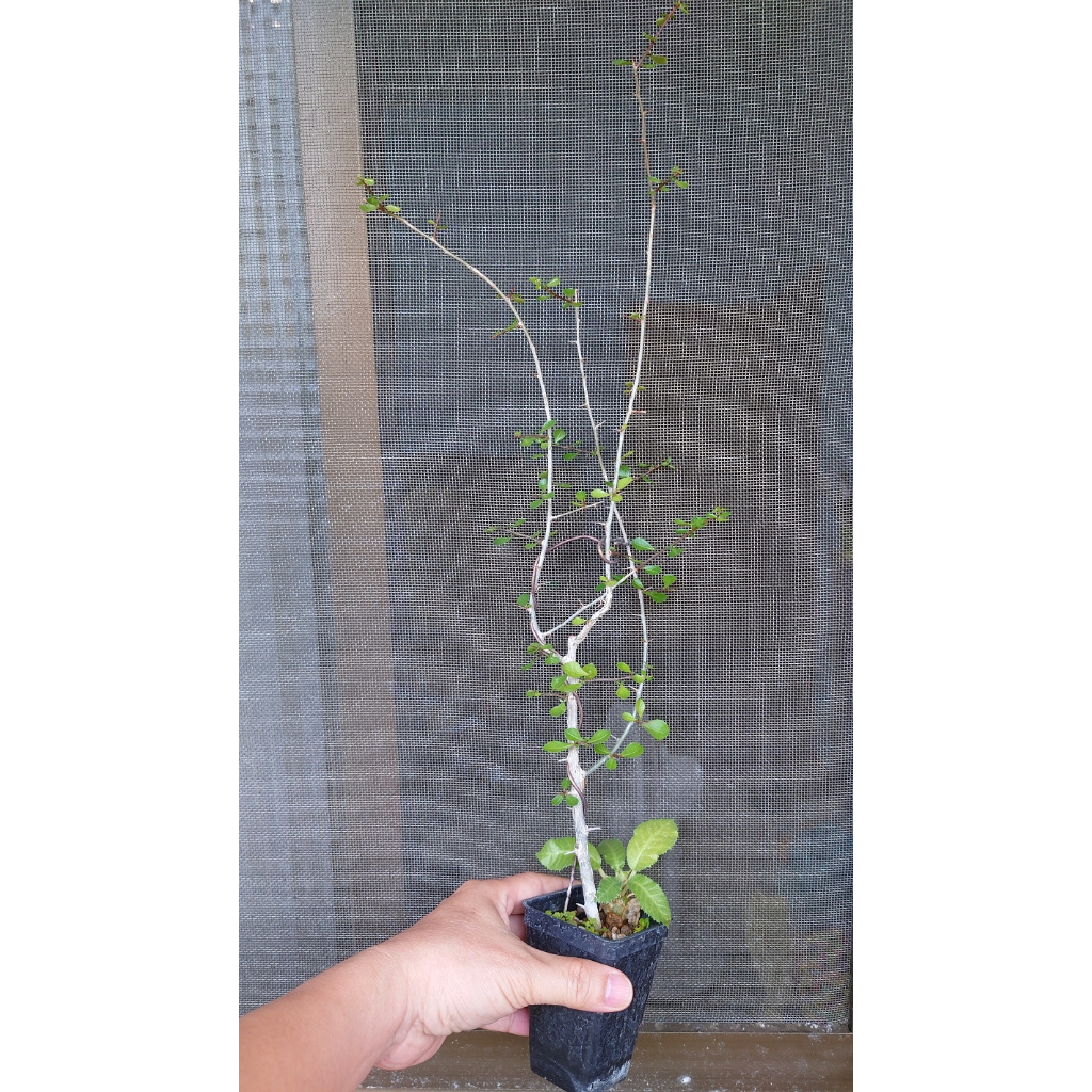 沒藥屬 Commiphora simplicifolia 扦插株 | 蝦皮購物