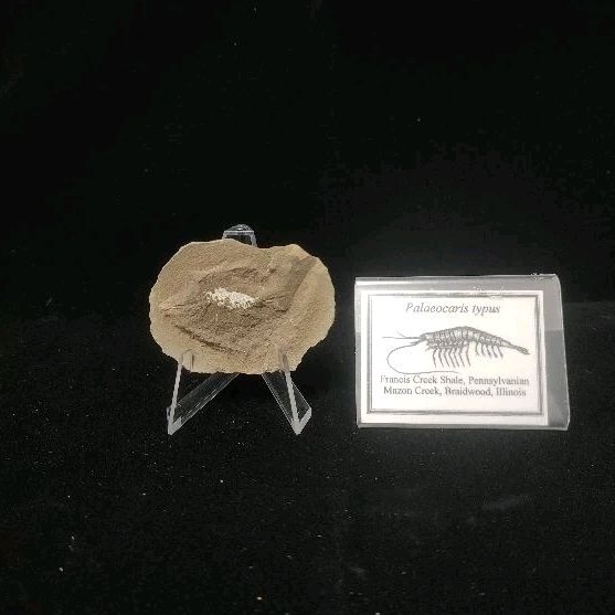 [海膽的刺]Palaeocaris typus/甲殼類動物化石/馬榮溪結核化石_07 | 蝦皮購物