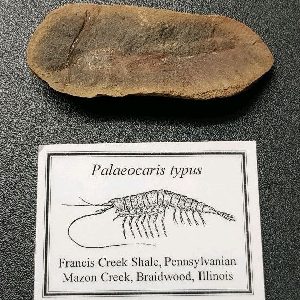 [海膽的刺]Palaeocaris typus/甲殼類動物/化石馬榮溪結核化石_07 | 蝦皮購物