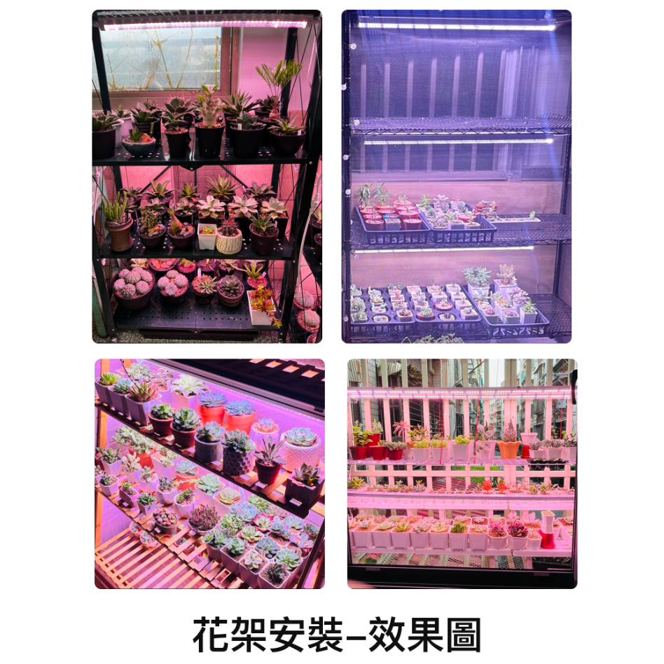 [瑞光植物燈]全光譜植物燈PRO T8/T20 多肉 塊根 龍舌蘭 觀葉 鹿角蕨 上色防徒 燈管 | 蝦皮購物