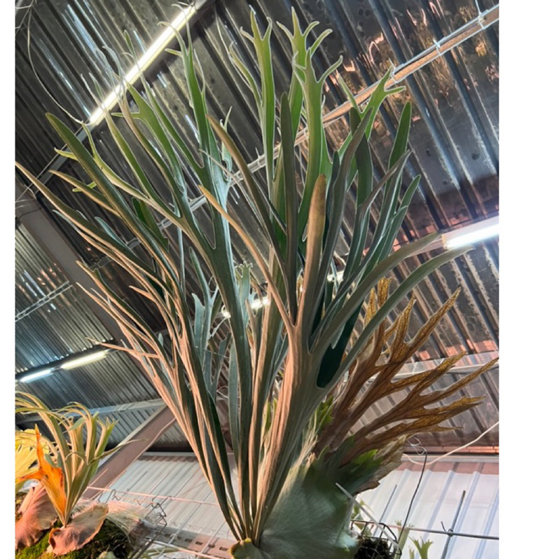 AKKI 鹿角蕨 超高霸氣 細尖冠 | 蝦皮購物