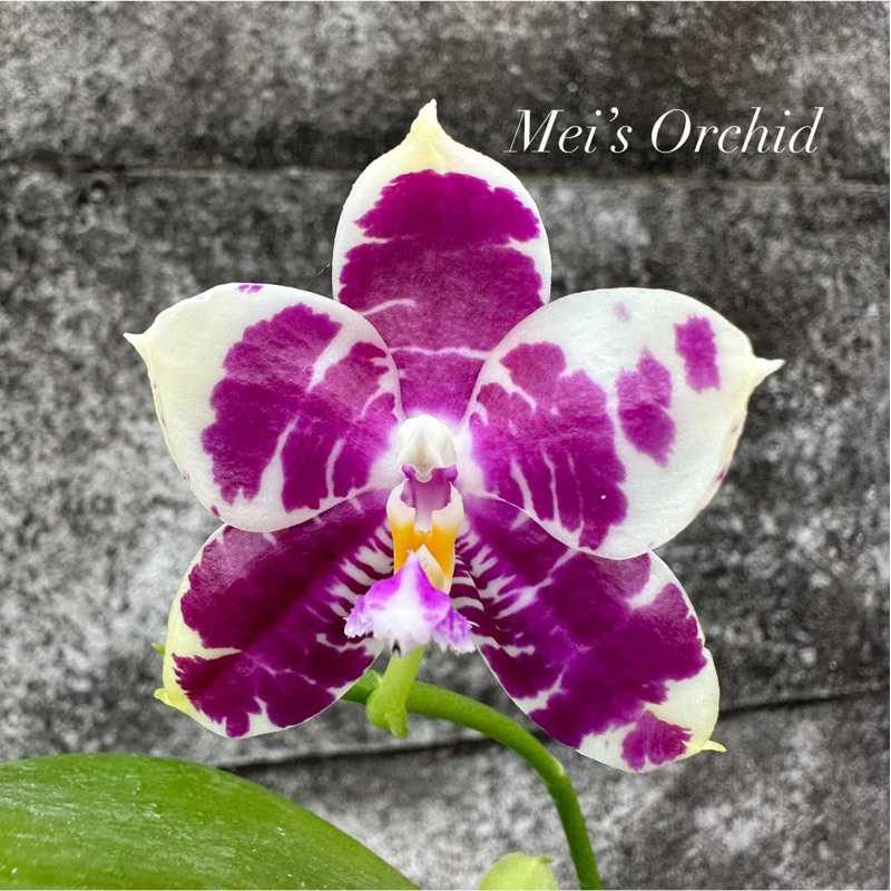 珍奇蝴蝶蘭-林登斑馬Phal. Lyndon Mix Zebra | 蝦皮購物