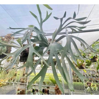 Platycerium White Pegasus F2(白飛馬鹿角蕨) | 蝦皮購物