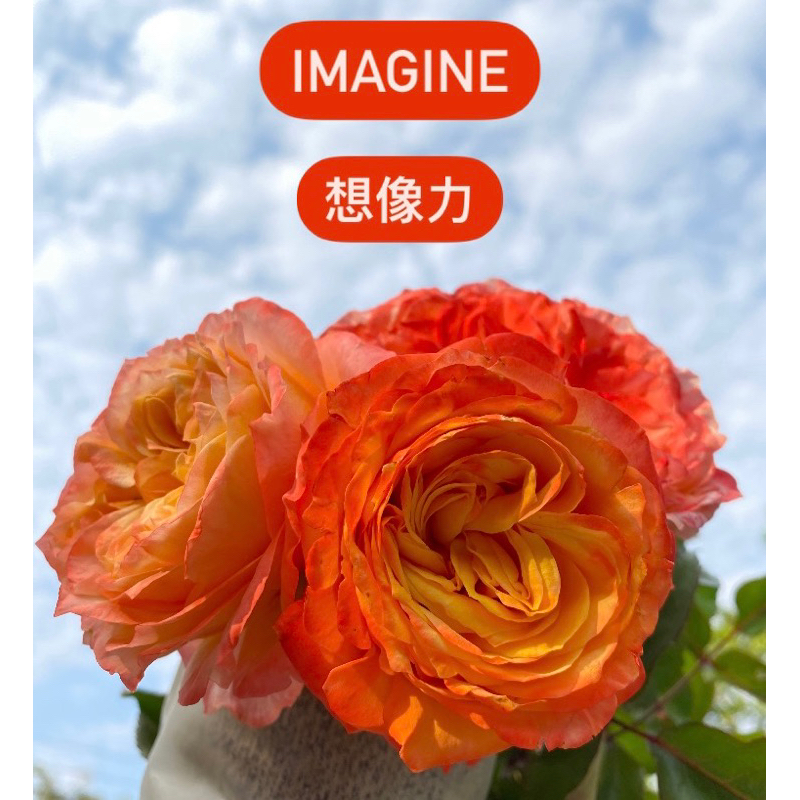 （苗 植株盆栽現貨）想像力Imagine rose 玫瑰花月季 盆栽 樹玫瑰 橘色花 保濕無根枝條 | 蝦皮購物