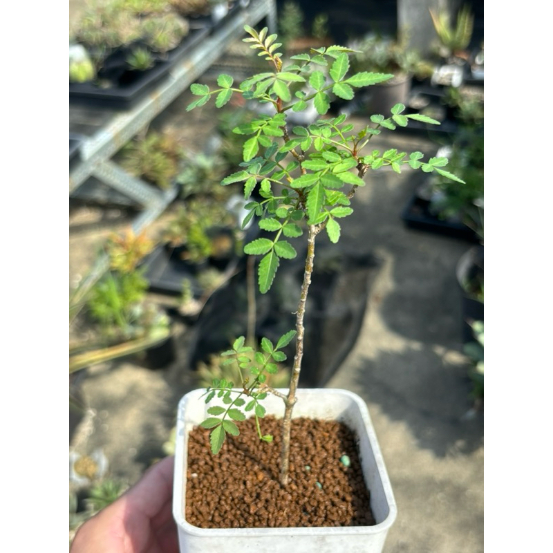 阿特瑞裂欖 Bursera aptera /實生4吋 /奧莉諾多肉園 | 蝦皮購物