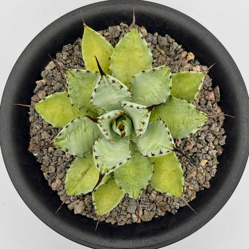 [ Gu Plant 固植 ] 龍舌蘭 曲刺八雷｜Agave macroacantha × potatorum｜ | 蝦皮購物