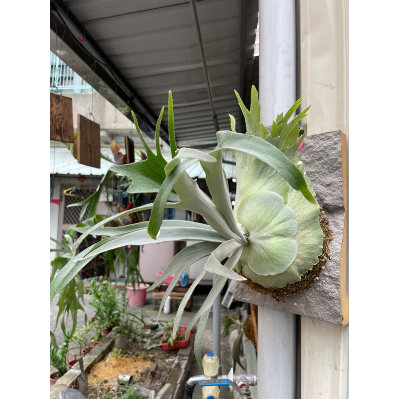 P.cosmo穩根漂亮側芽手白 | 蝦皮購物