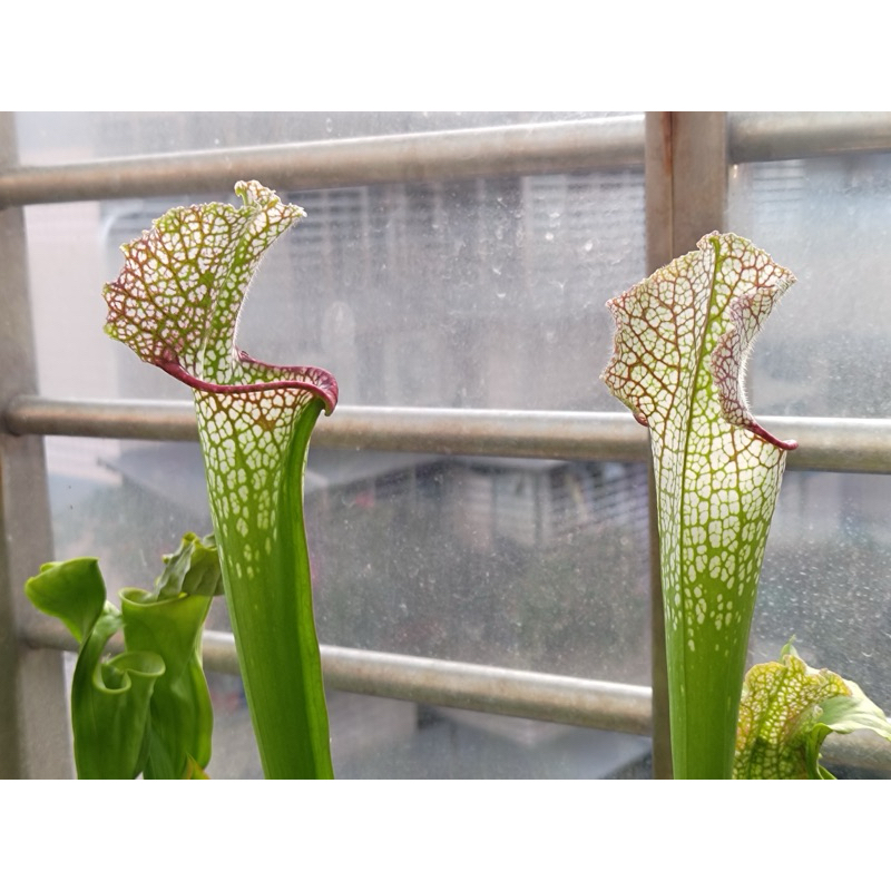 「食蟲植物」S. Shiranami 白波瓶子草 | 蝦皮購物