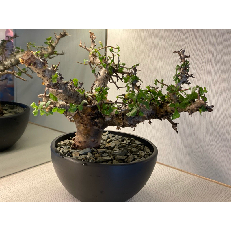 [原產穩根] 銀綃沒藥 Commiphora gowlello/塊根植物/象足漆樹象牙宮鬼棲閣橄欖可參考 | 蝦皮購物