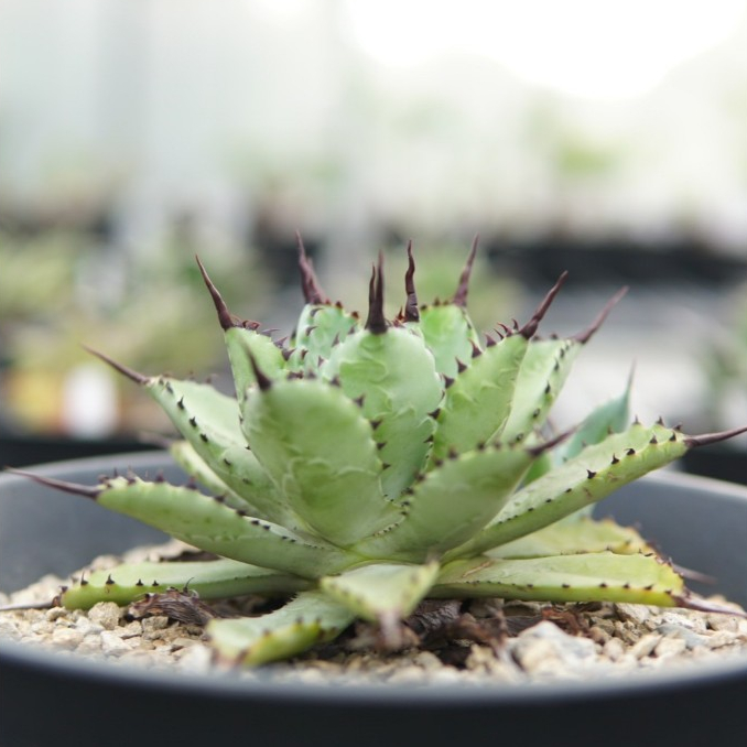 [ Gu Plant 固植 ] 龍舌蘭 曲刺八雷｜Agave macroacantha × potatorum｜ | 蝦皮購物