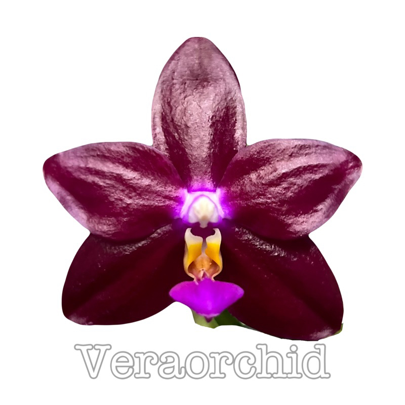 現貨 限量植株 Phal.Chienlung Red King 分生苗 蝴蝶蘭 蘭花 只有15棵 | 蝦皮購物
