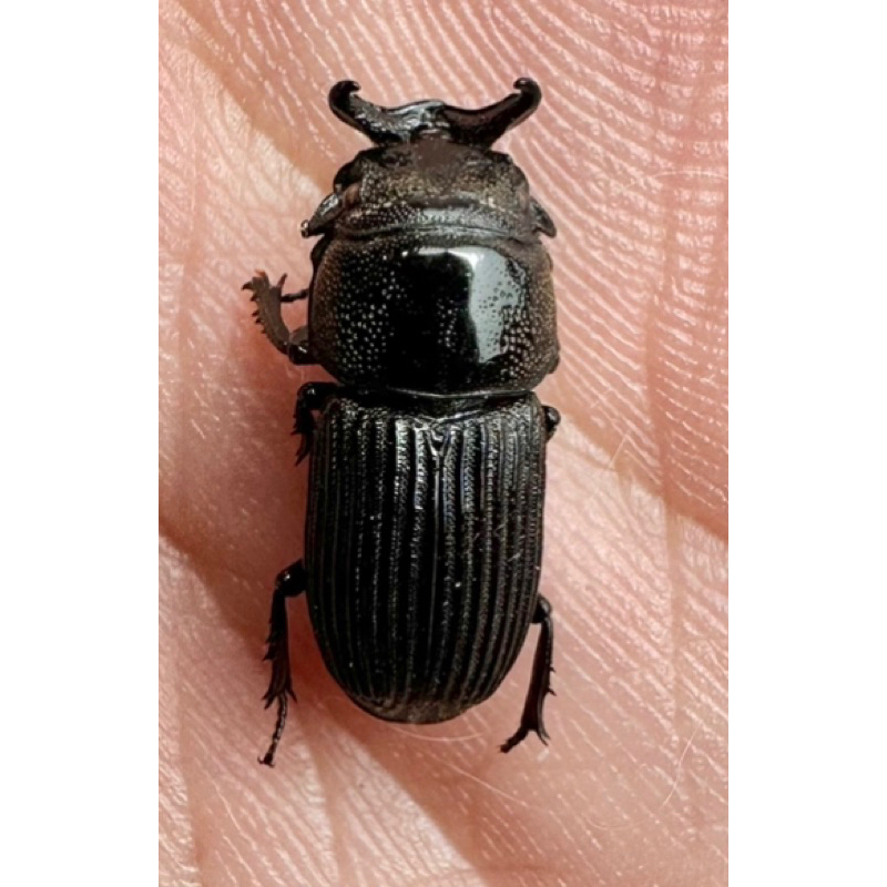 昆蟲標本（死的非活體） nigidius kinabaluensis 缺一跗節 | 蝦皮購物