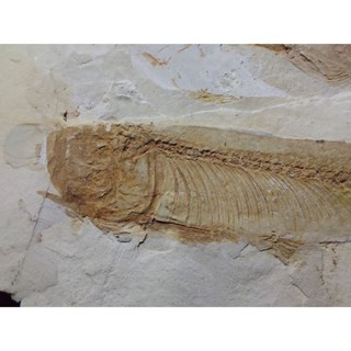 戴氏狼鰭魚（L015）Lycoptera davidi | 蝦皮購物