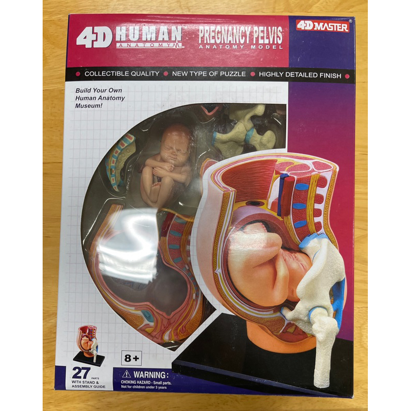 全新 4D master human 人體模型 動手生物學 國小國中學生適合使用 | 蝦皮購物