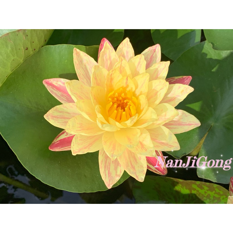 歡迎蒞臨南極宮蓮園 耐寒系睡蓮 帕拉尼 Nymphaea Paranee 本圖為南極宮蓮園實景拍攝 | 蝦皮購物