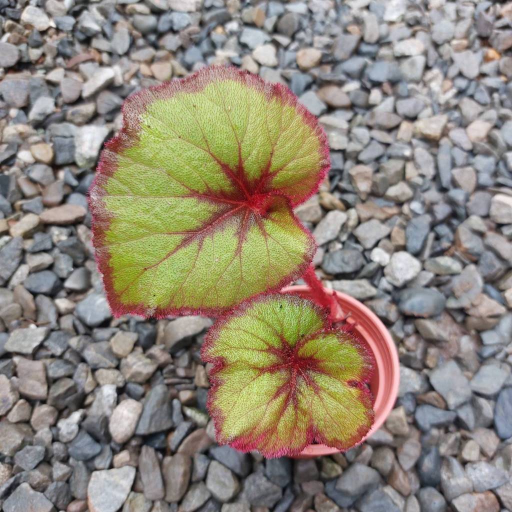 Begonia fireflush | 蝦皮購物
